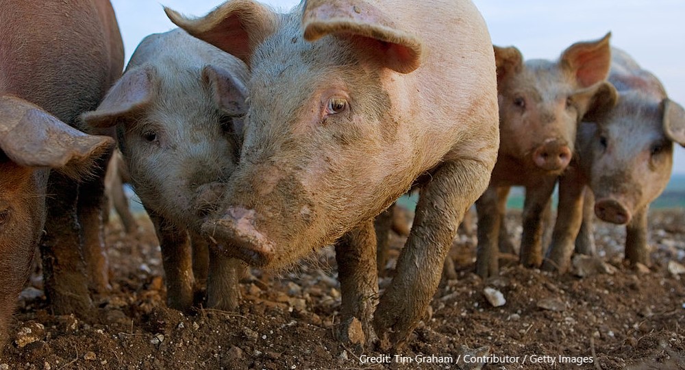 The culling of healthy pigs - UK in a changing Europe