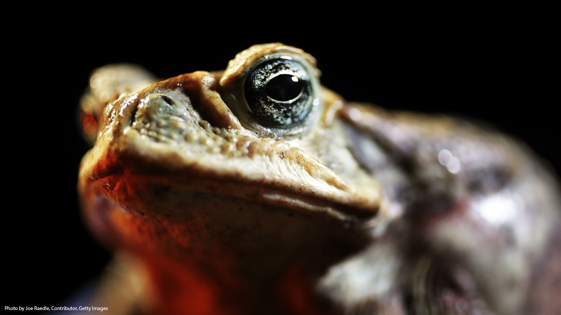 Starmer needs a plan to deal with Trump, the “giant toad” squatting ...